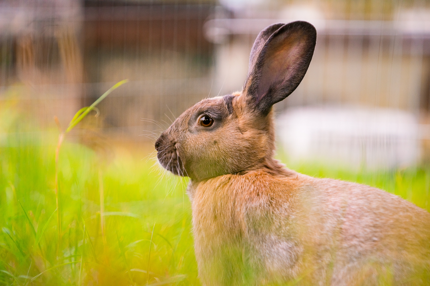 - Rammler - Kaninchenhilfe Deutschland e.V. - Aktiv für Kaninchen